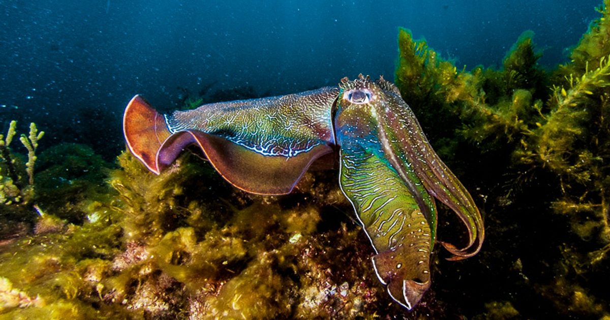 SA’s endangered species – and what we’re doing to protect them - The Post