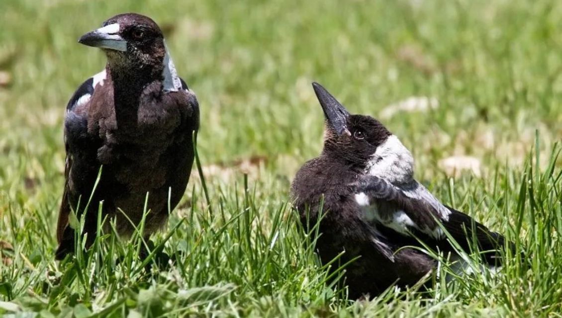 Myths busted: How to stay safe this magpie season - The Post