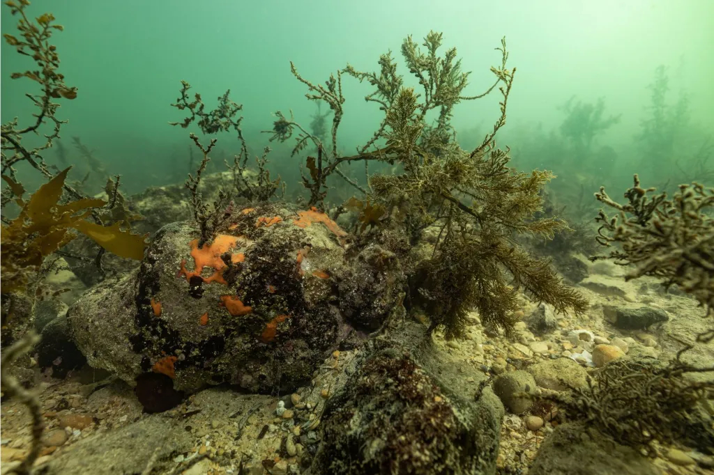 Is it safe to eat seafood in SA? Algal bloom Q&A - The Post