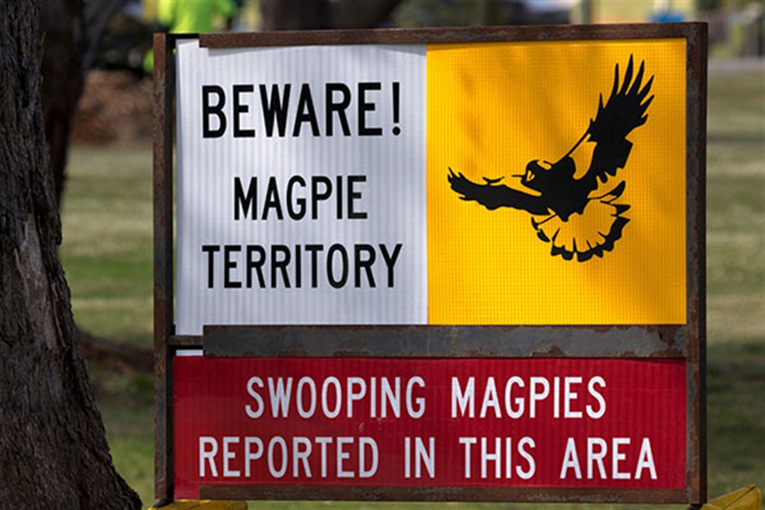Myths busted: How to stay safe this magpie season - The Post