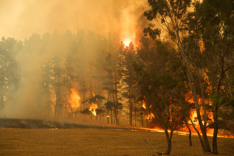 Quiz: How bushfire-safe are your summer plans? - The Post