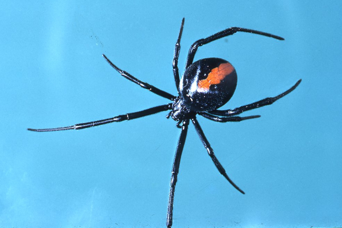 The real risk of snakes and spiders in SA - The Post